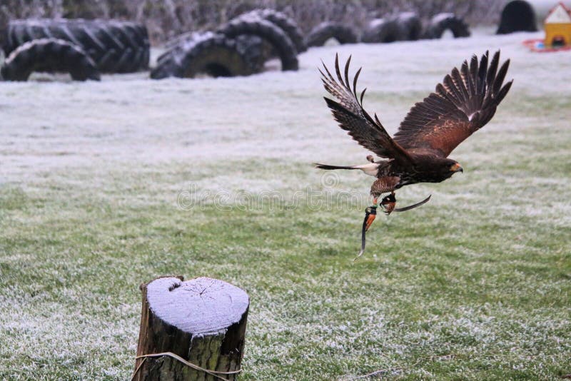 A View of a Harris Hawk in Flight Stock Image - Image of natural ...