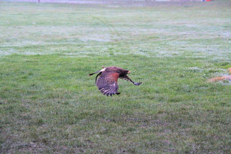 A View of a Harris Hawk in Flight Stock Image - Image of flight, harris ...