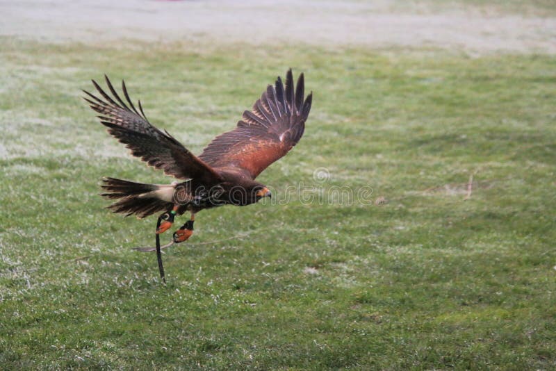 A View of a Harris Hawk in Flight Stock Image - Image of winter, flight ...
