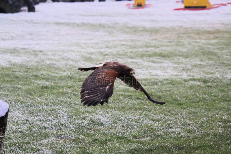 A View of a Harris Hawk in Flight Stock Photo - Image of view, flight ...