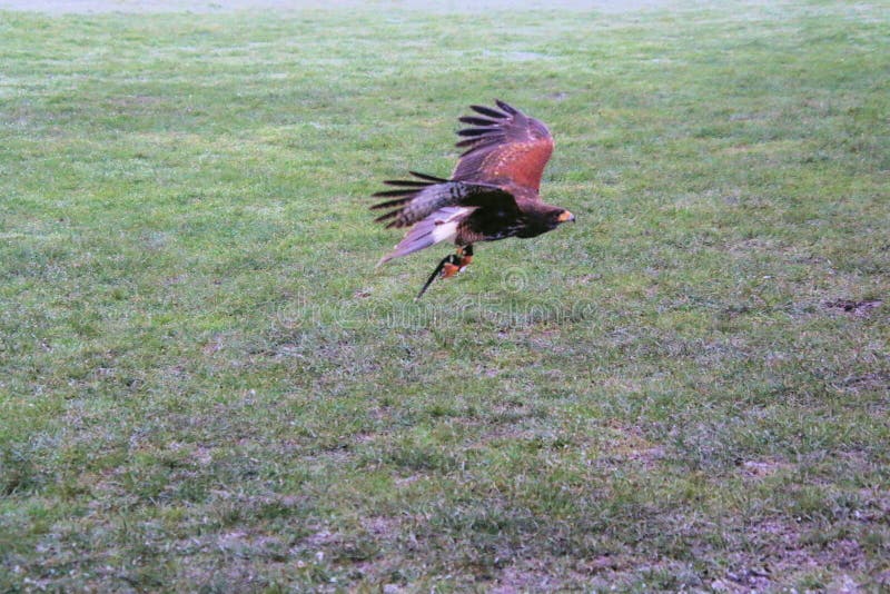 A View of a Harris Hawk in Flight Stock Image - Image of cold, view ...