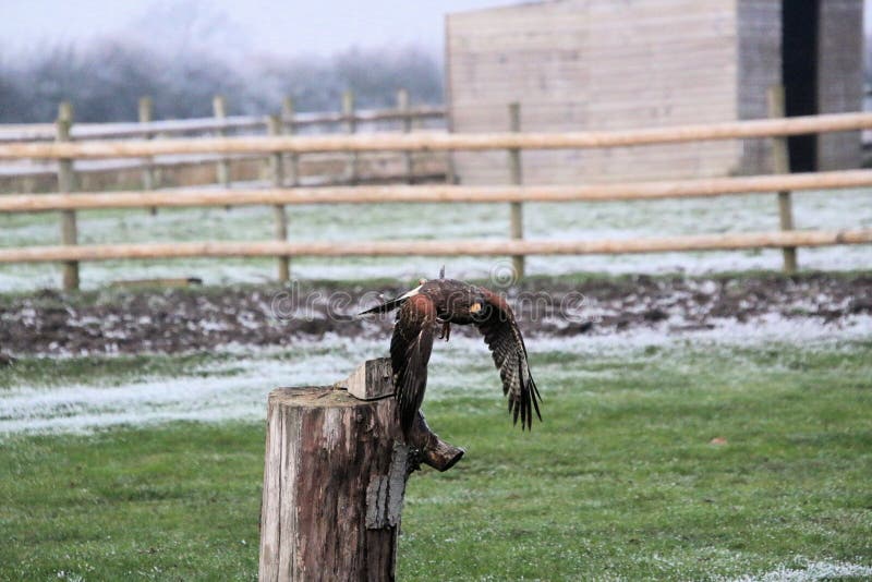 A View of a Harris Hawk in Flight Stock Photo - Image of view, harris ...