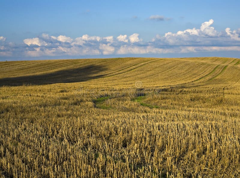 View on the harvest field. stock image. Image of latvia - 23155311