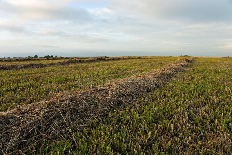 View on the harvest field. stock image. Image of evening - 23155455