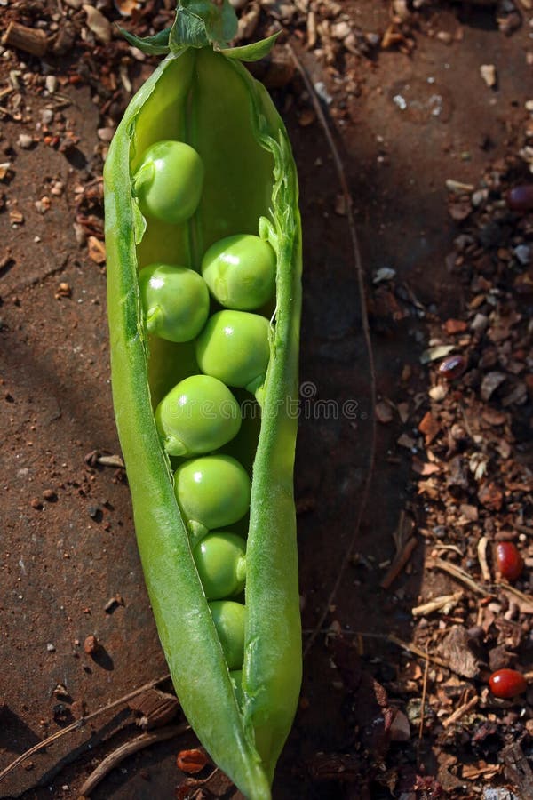 Close View of Green Peas in an Opened Pod Stock Photo - Image of bright ...