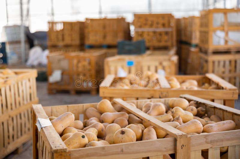 View of Harvested Pumpkins Lying in a Crate Stock Photo - Image of ...