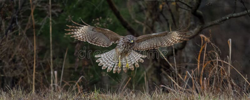 View of the Hawk Bird Landing on the Ground Stock Image - Image of hawk ...