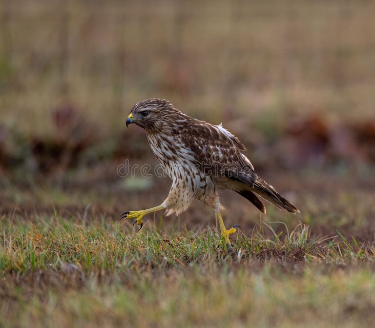 View of the Hawk Bird Landing on the Ground Stock Image - Image of ...
