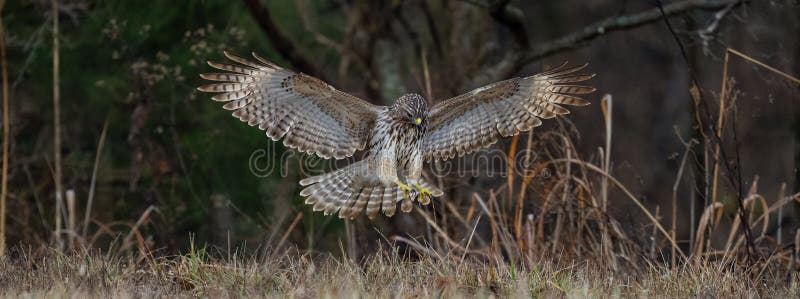 View of the Hawk Bird Landing on the Ground Stock Image - Image of prey ...
