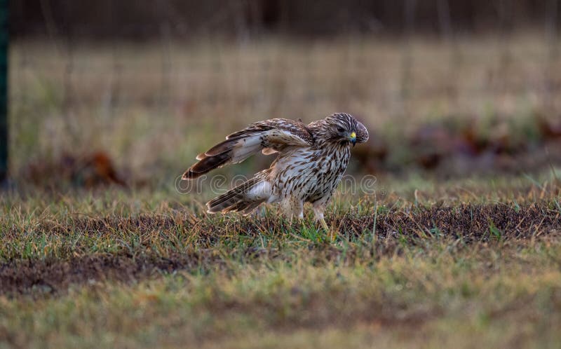 View of the Hawk Bird Landing on the Ground Stock Photo - Image of ...