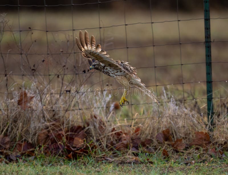 View of the Hawk Bird Landing on the Ground Stock Image - Image of ...