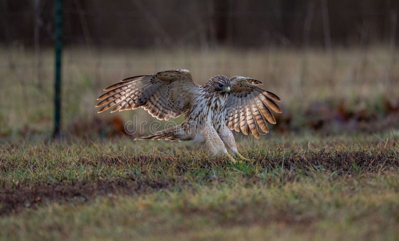 View of the Hawk Bird Landing on the Ground Stock Image - Image of ...