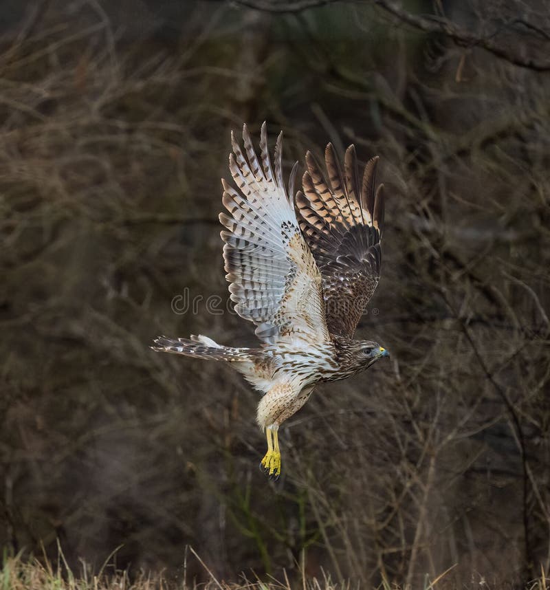 View of the Hawk Bird Landing on the Ground Stock Photo - Image of bird ...