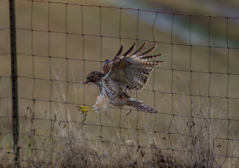 View of the Hawk Bird Landing on the Ground Stock Photo - Image of wing ...