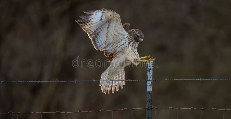 View of the Hawk Bird Landing on a Wire Stock Image - Image of bird ...