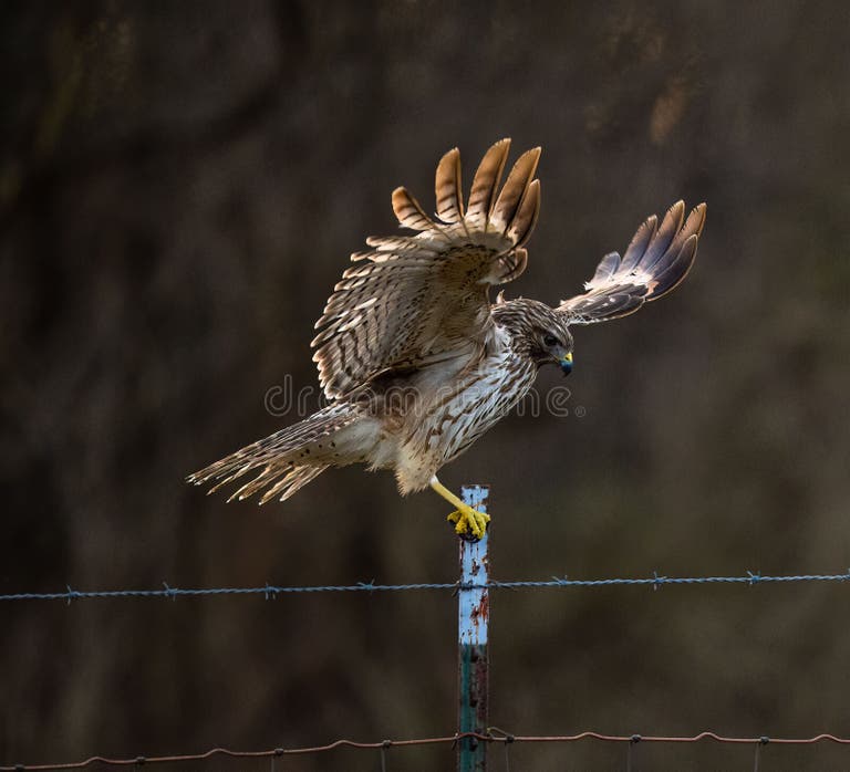 View of the Hawk Bird Landing on a Wire Stock Photo - Image of animal ...