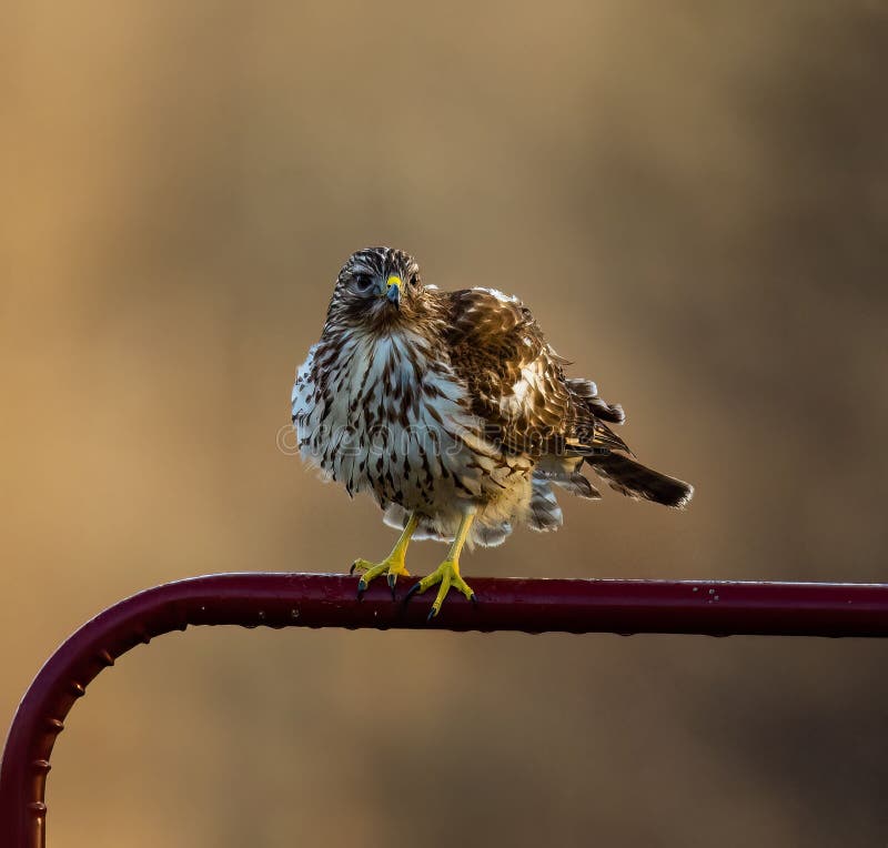 View of the Hawk Bird Landing on a Wire Stock Image - Image of nature ...