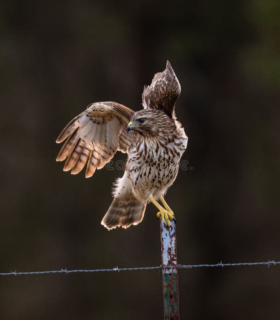 View of the Hawk Bird Landing on a Wire Stock Image - Image of vertical ...