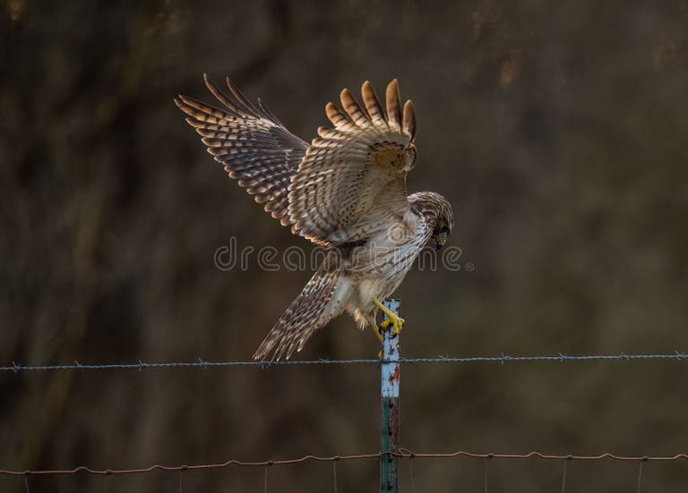 View of the Hawk Bird Landing on a Wire Stock Photo - Image of beak ...