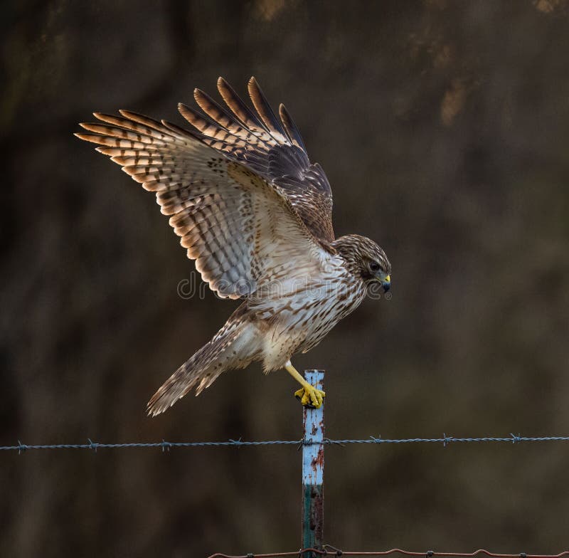 View of the Hawk Bird Landing on a Wire Stock Image - Image of hawk ...