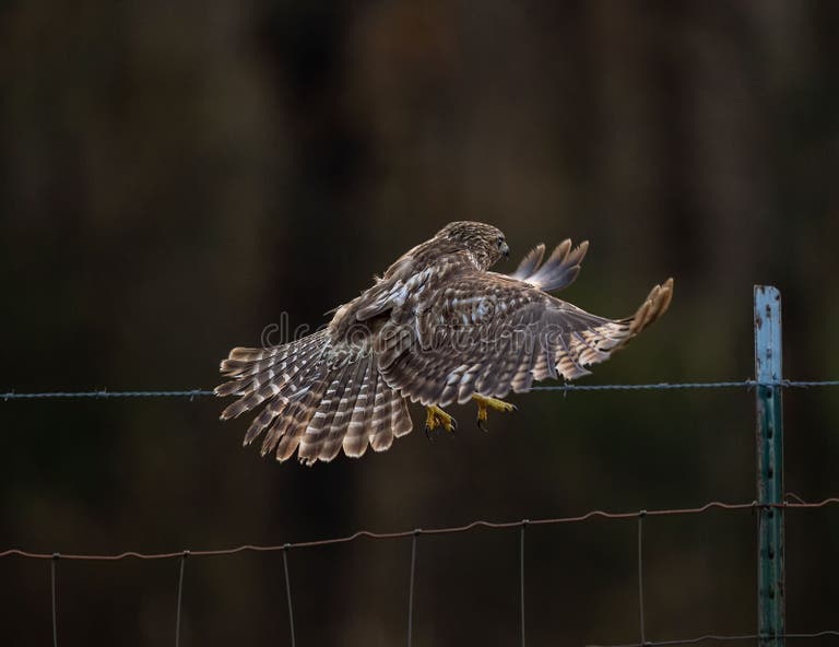 View of the Hawk Bird Landing on a Wire Stock Image - Image of prey ...