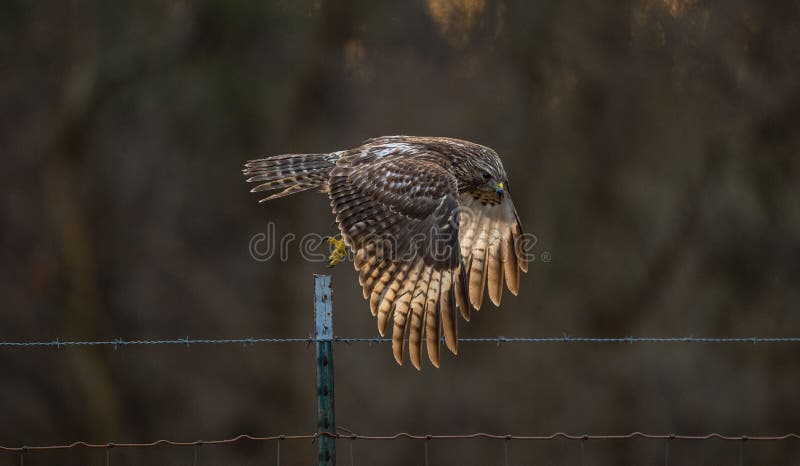 View of the Hawk Bird Landing on a Wire Stock Photo - Image of eagle ...