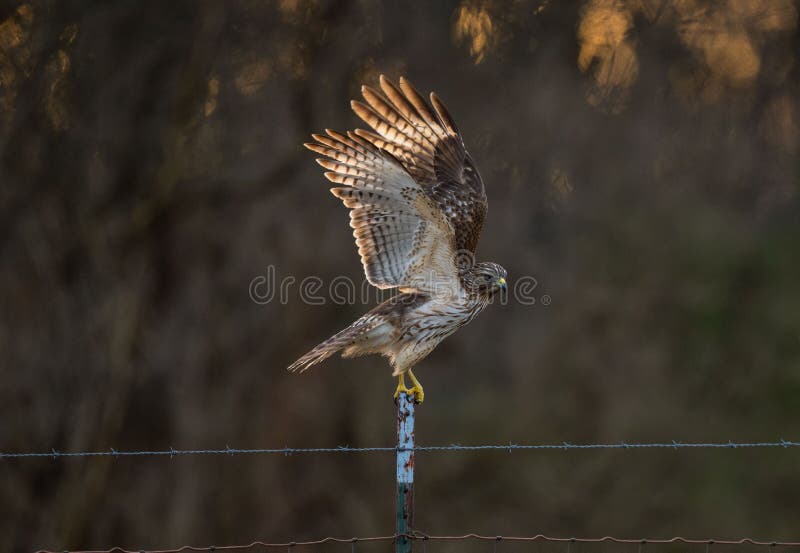View of the Hawk Bird Landing on a Wire Stock Photo - Image of animal ...