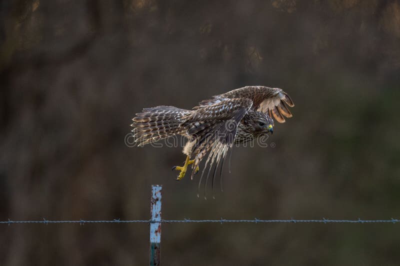 View of the Hawk Bird Landing on a Wire Stock Image - Image of wild ...
