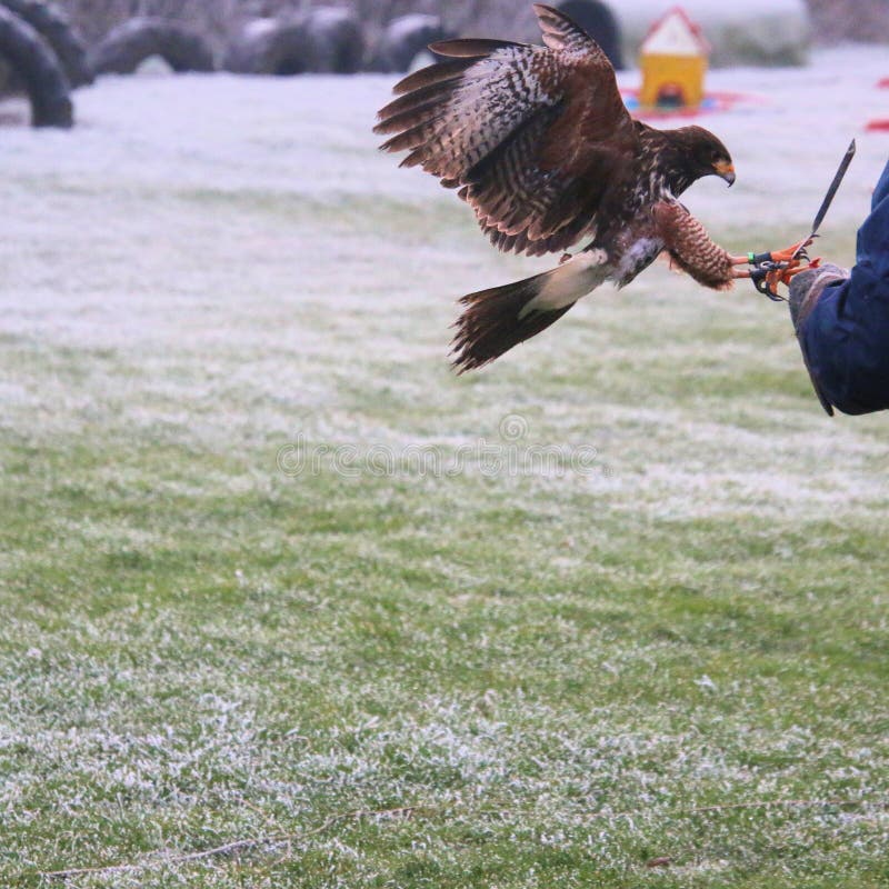 A View of a in Hawk in London Stock Image - Image of wild, goose: 267840717