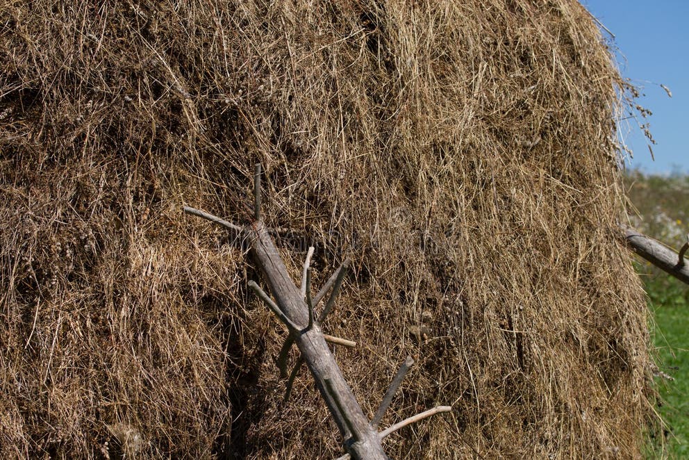 View of a hay bundle stock photo. Image of harvest, bales - 80082768