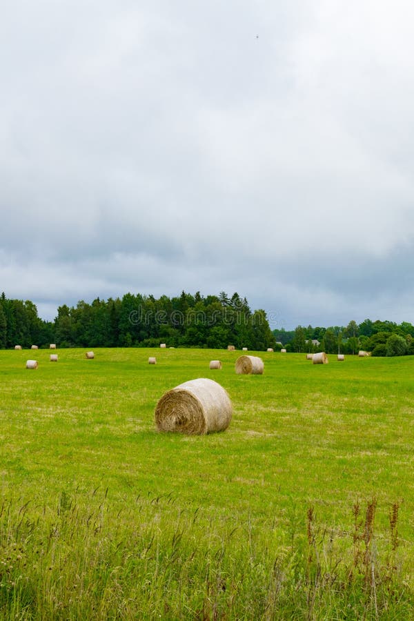 Haystacks in Front of the Forest and Sky Stock Photo - Image of meadow ...