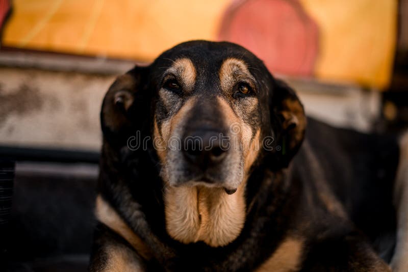 View of Head of Big Fat Mixed-breed Stray Dog with Folded Ears Stock ...