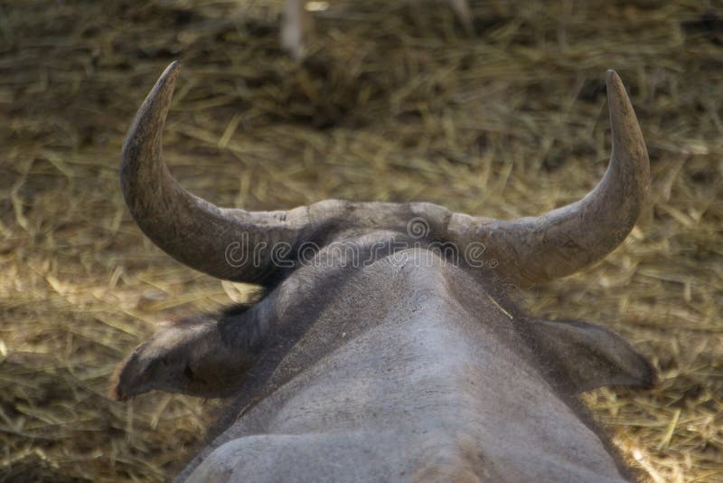 View of the Head of a Buffalo from Behind Lying in the Field Stock ...