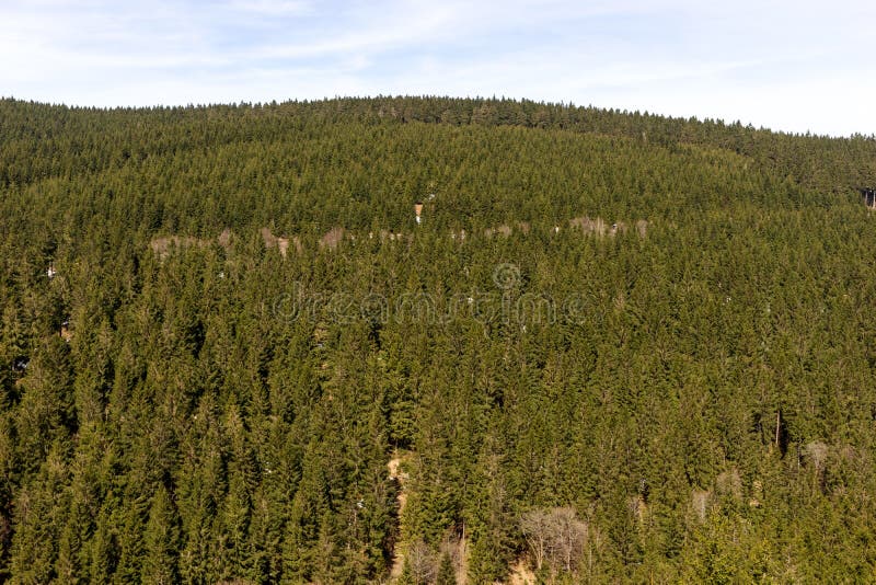 View of the Healthy Conifer Forest Stock Image - Image of ecosystem ...