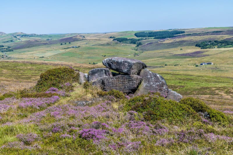 A View of the Heather Along the Summit of the Roaches Escarpment ...