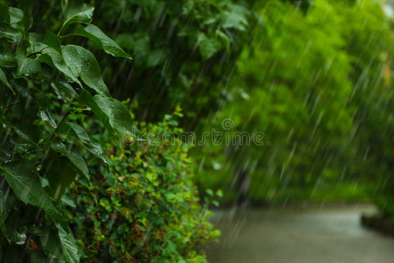 Heavy Pouring Summer Rain Over Green Forest or City Park Trees ...