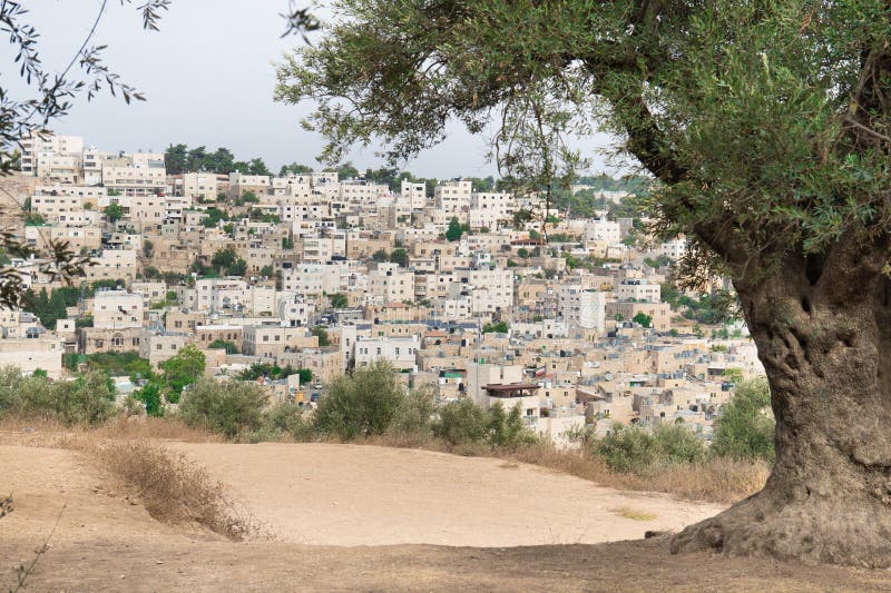 View of Hebron City with an Ancient Olive Tree on the Foreground Stock ...