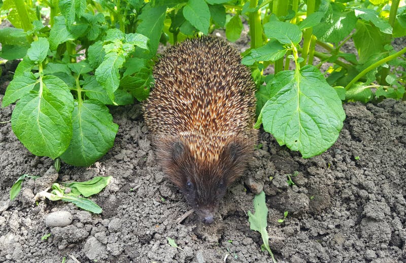 Hedgehog among potatoes stock photo. Image of african - 112801698