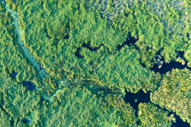 Water Spots among the Vegetation of the Swamp, Top View from Quadcopter ...
