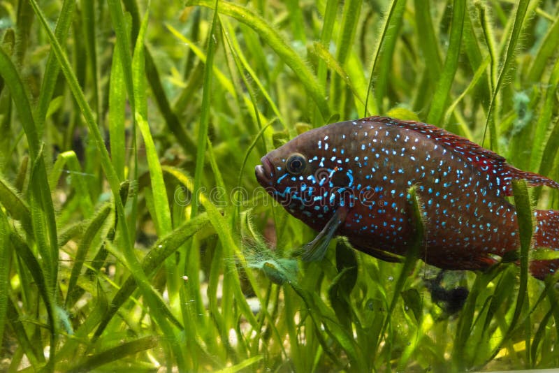 African Jewelfish (Hemichromis Bimaculatus) Stock Photo - Image of ...