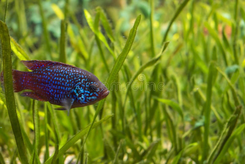 View of Hemichromis Letourneuxi Fish Stock Photo - Image of fresh, nile ...