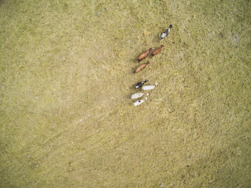 View of a Herd of Cows from Above, Top Shoot Stock Image - Image of ...