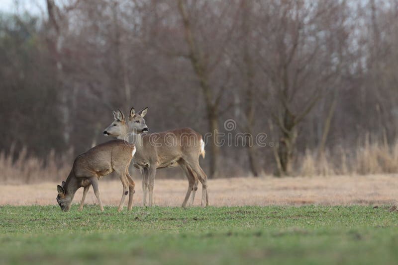 A Herd of Red Deer in Reserve Park in Russia. Protected Wildlife ...
