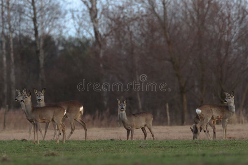 A Herd of Red Deer in Reserve Park in Russia. Protected Wildlife ...