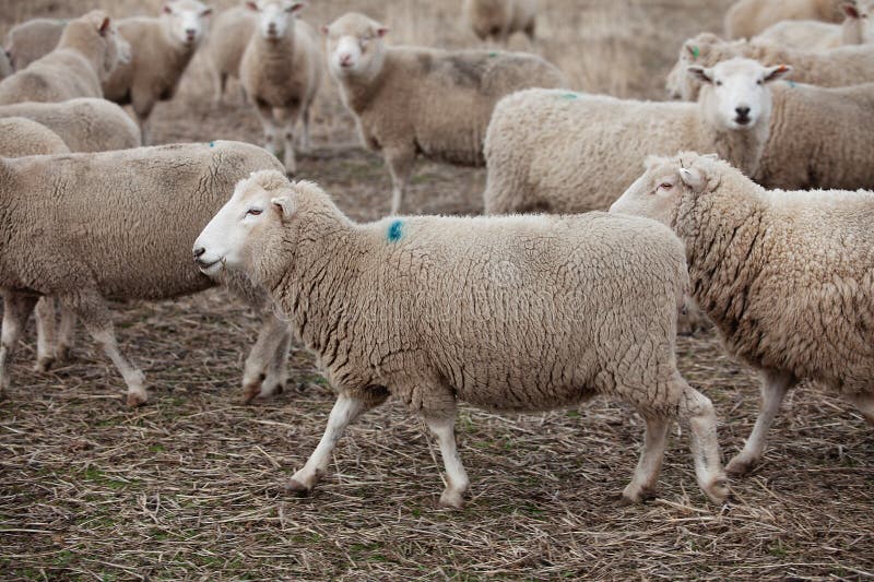 Sheep in paddock Tasmania stock photo. Image of livestock - 320713974