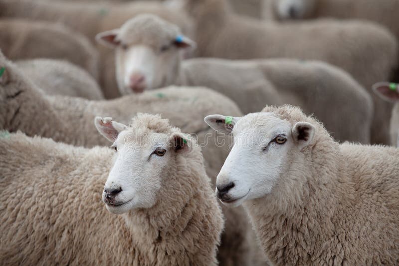 Sheep in paddock Tasmania stock image. Image of australia - 320714003