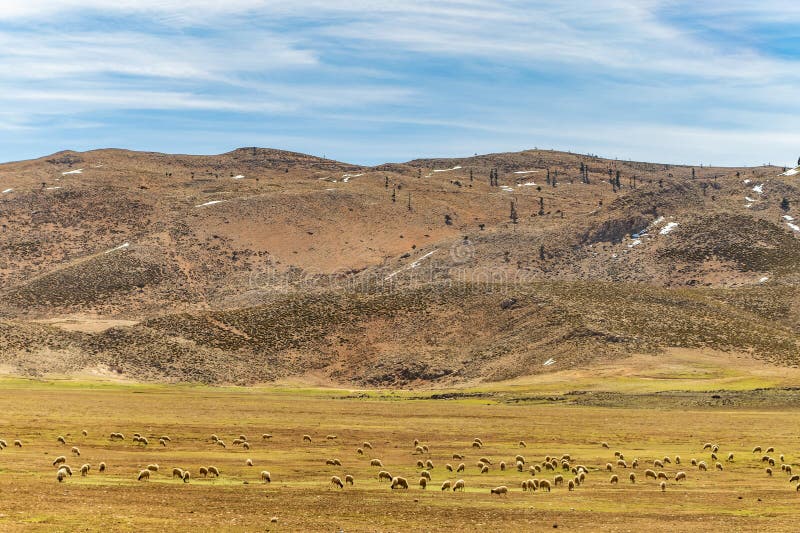 View of a Herd of Sheep, in the Middle Atlas Mountains, Morocco. Stock ...