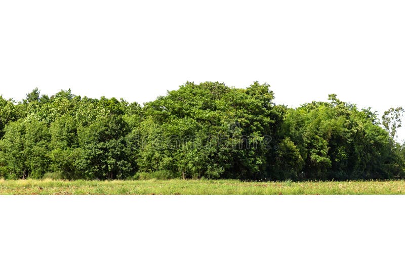 1,869 Tree Line Transparent Stock Photos - Free & Royalty-Free Stock ...