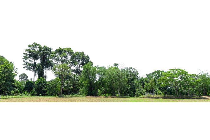 Tree Line Isolated Tree on White Background Stock Photo - Image of ...