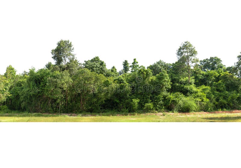 View of a High Definition Tree Line Stock Photo - Image of city ...